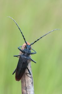 Cerambyx cerdo - LIFE Rosalia